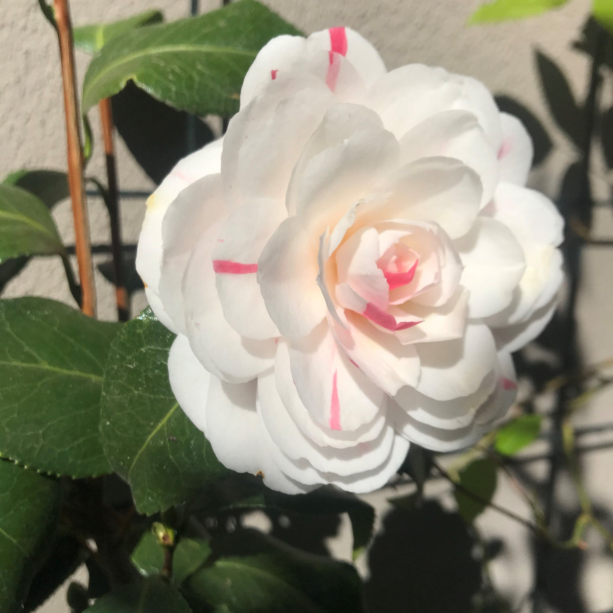 Camellia April Dawn - discover and buy spring-flowering camellias